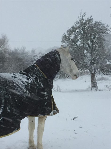 Clare Gabriel is fundraising for Hannah's Willberry Wonder Pony Charity