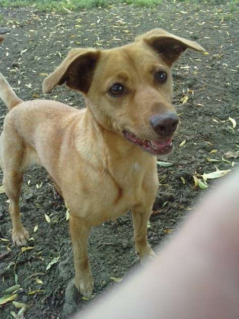 Sylvia Groves is fundraising for Animal Health Trust