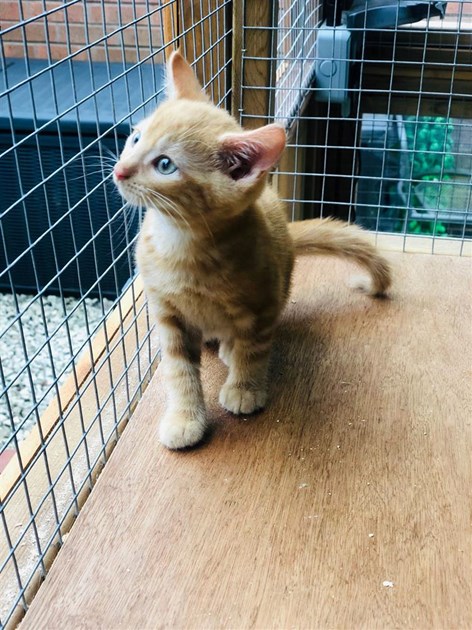 Rugby Cats Protection is fundraising for Cats Protection