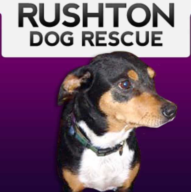 Michelle Homer is fundraising for Rushton Dog Rescue