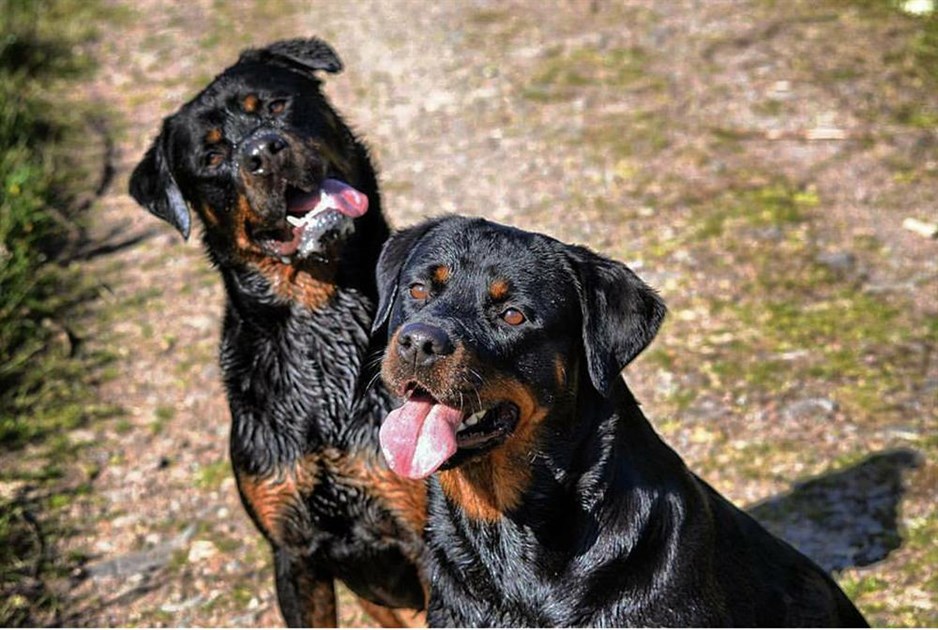 Rottweiler Fans is fundraising for Rottweiler Welfare Association