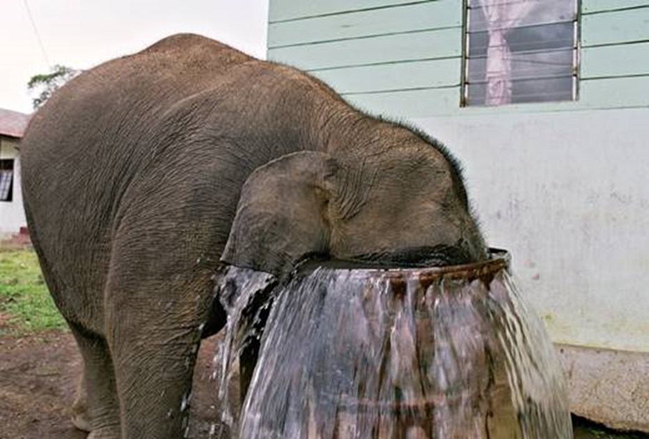 Ned Weir is fundraising for Elephant Family