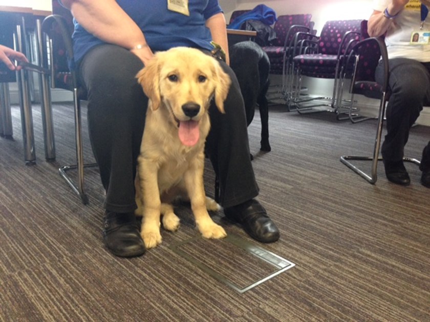 GCB Fundraising is fundraising for Guide Dogs