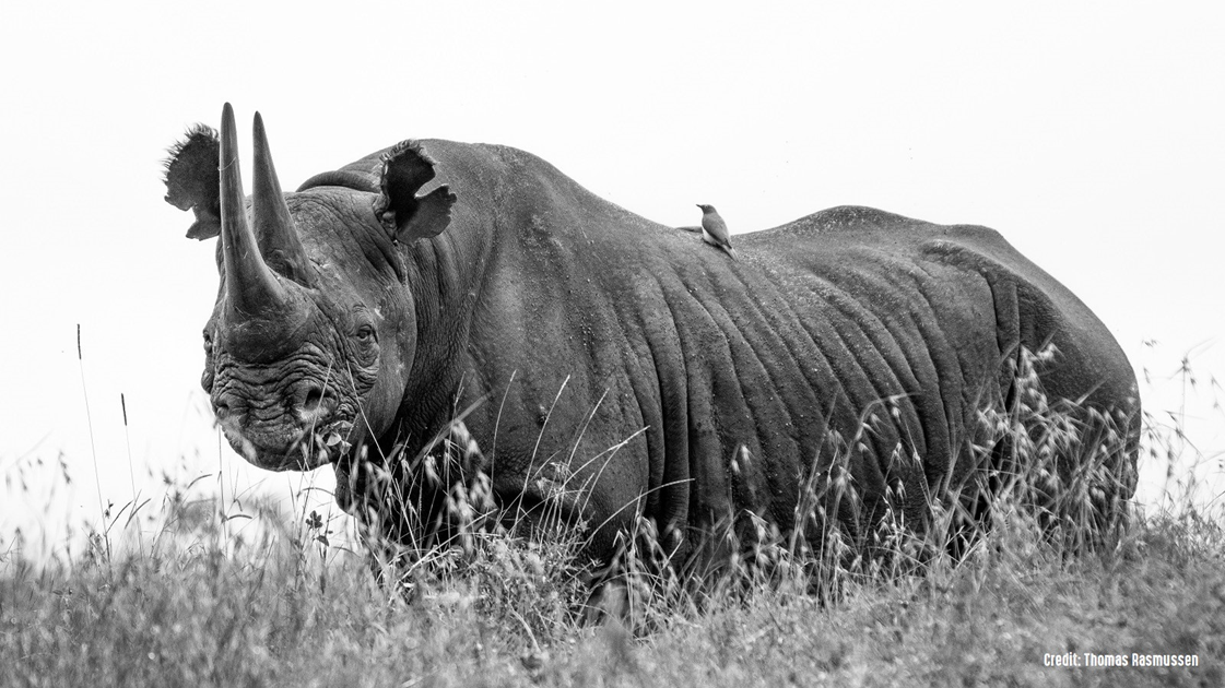 Heidi Nichols is fundraising for Save the Rhino International