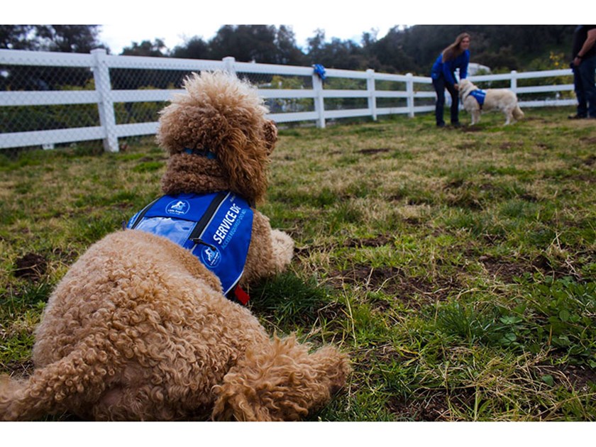 Michelle G is fundraising for Little Angels Service Dogs