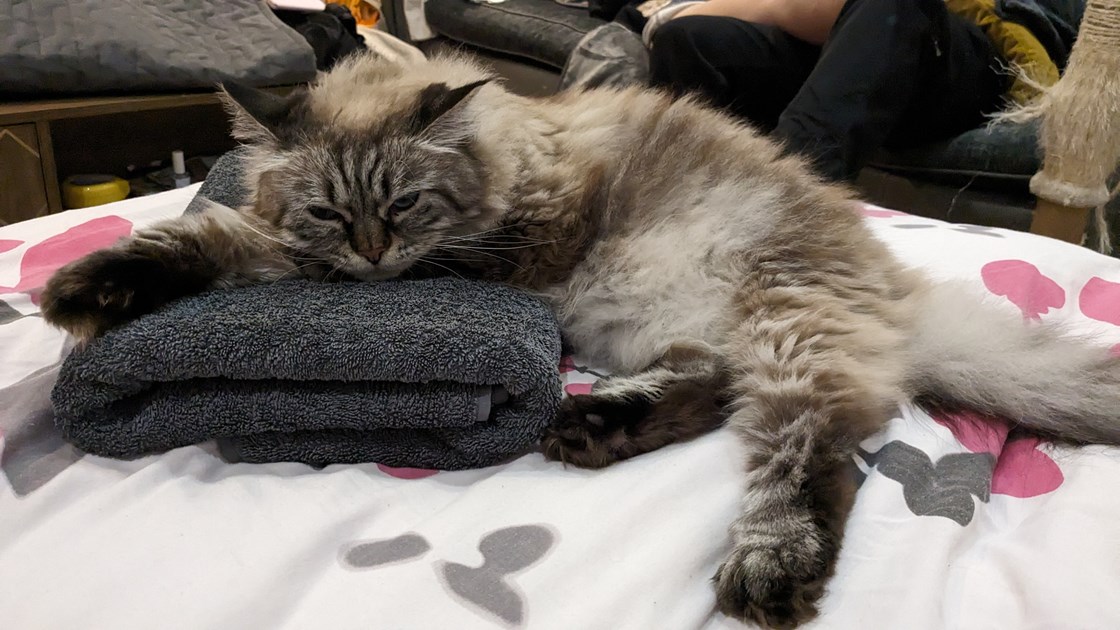 Anja Porter is fundraising for Cats Protection