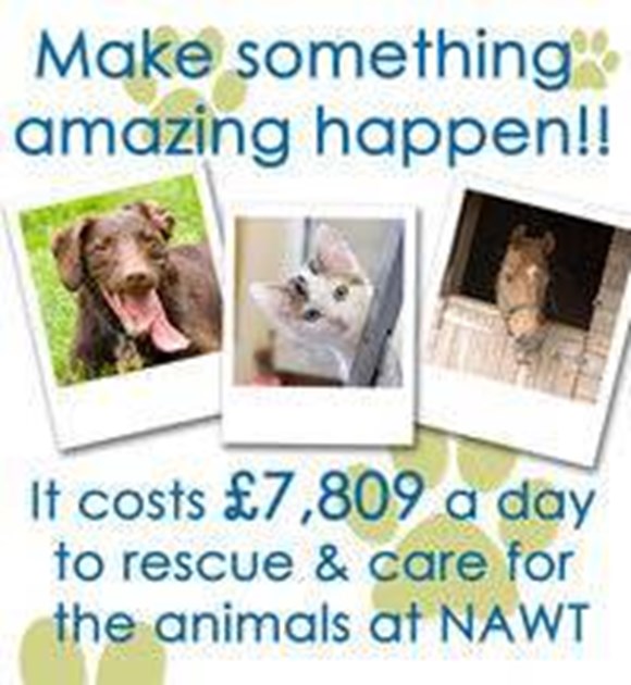Joni Brace is fundraising for National Animal Welfare Trust