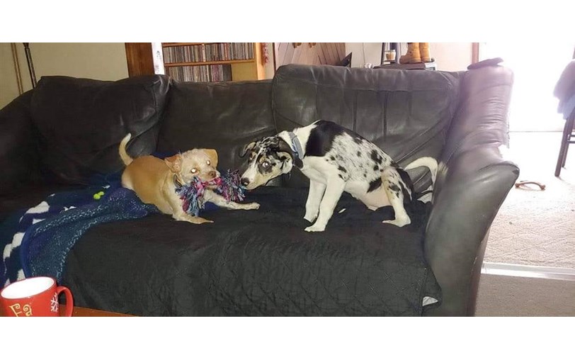 Crystal Medeiros is fundraising for Rhode Island Society For The ...