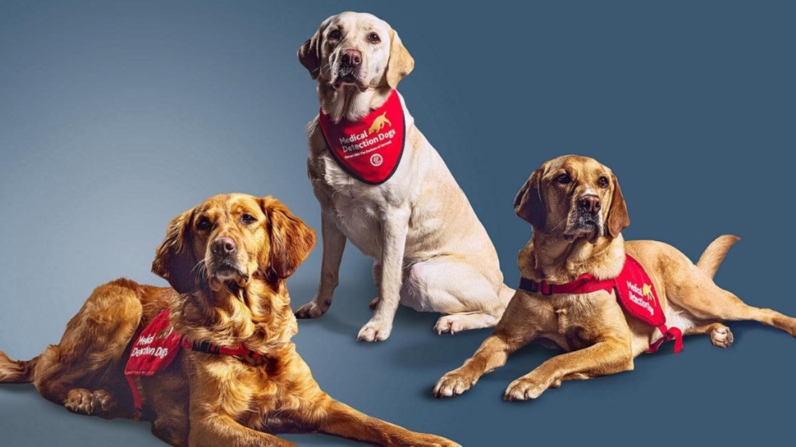 Matthew Prideaux-Ghee is fundraising for Medical Detection Dogs