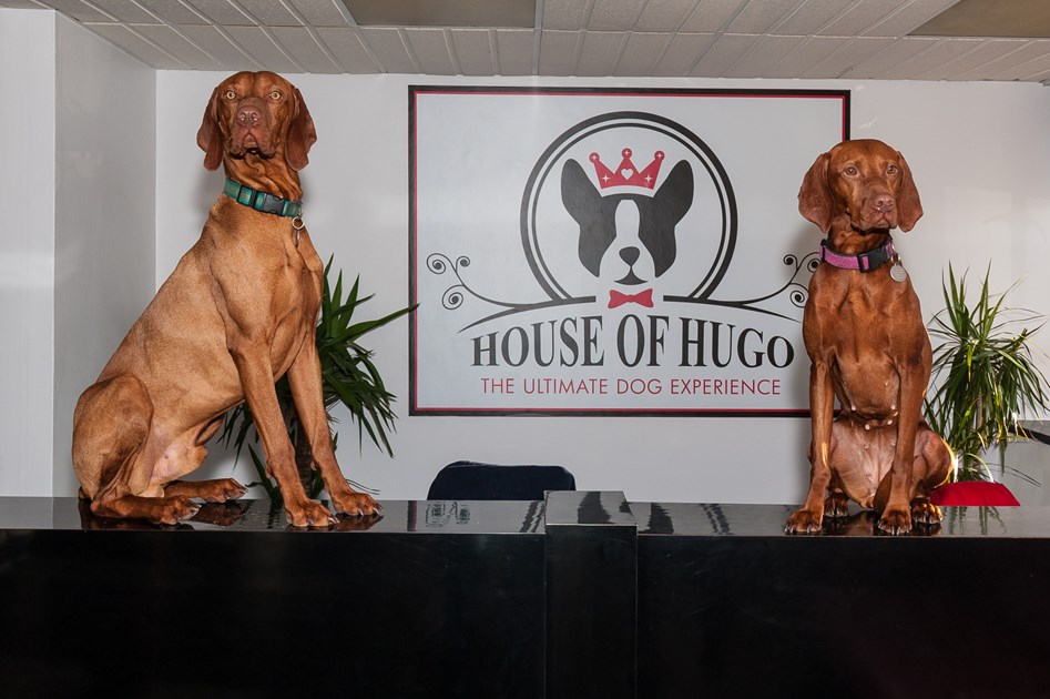 House of Hugo is fundraising for BHT Sussex