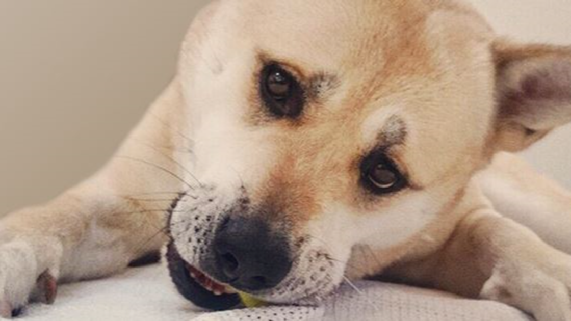 Samuel Nesbitt is fundraising for Together for Animals