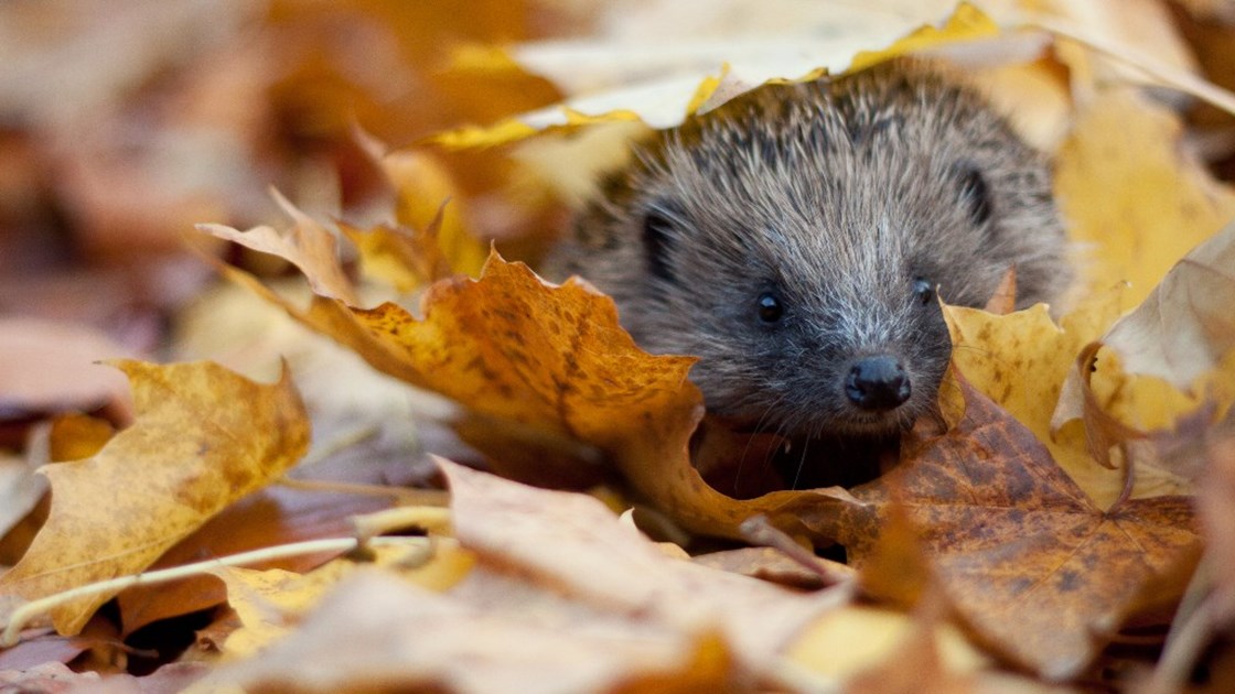 Laura Goode is fundraising for Somerset Wildlife Trust