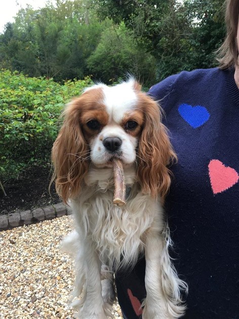 Luke Bordewich is fundraising for Roy Castle Lung Cancer Foundation