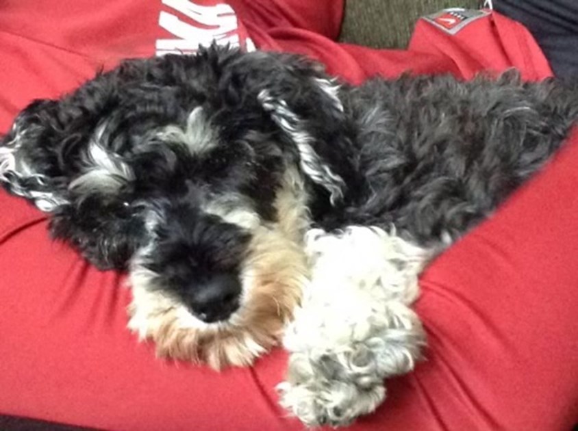Harvey Steblyk is fundraising for Calgary Humane Society