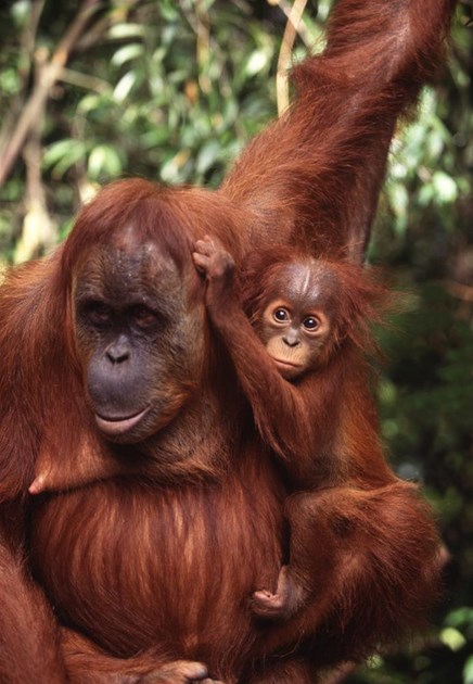 Denise Turpin is fundraising for Durrell Wildlife Conservation Trust