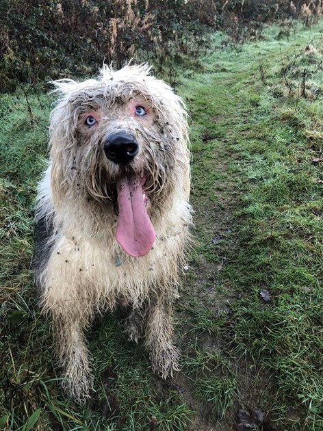 Jaki Walker is fundraising for Battersea