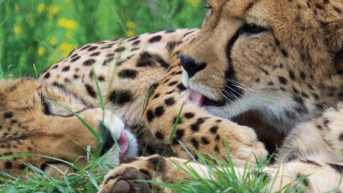 Bloom flora is fundraising for Cheetah Conservation Fund