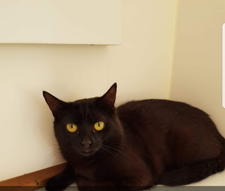 Frome Cats Protection is fundraising for Cats Protection