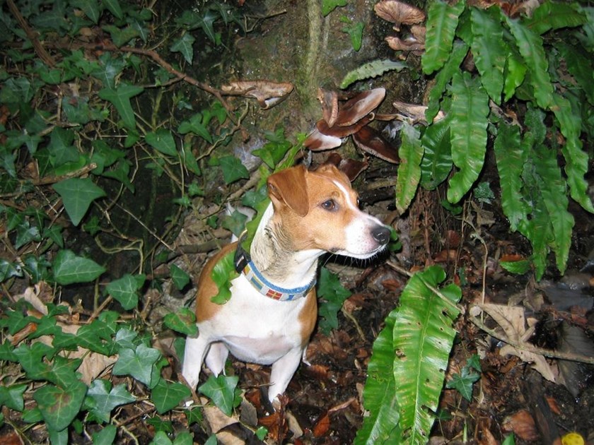 Bertie Russell (Calhaem) is fundraising for Battersea