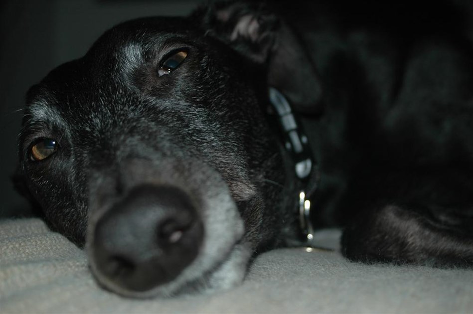 Kate McClung is fundraising for Greyhound Trust