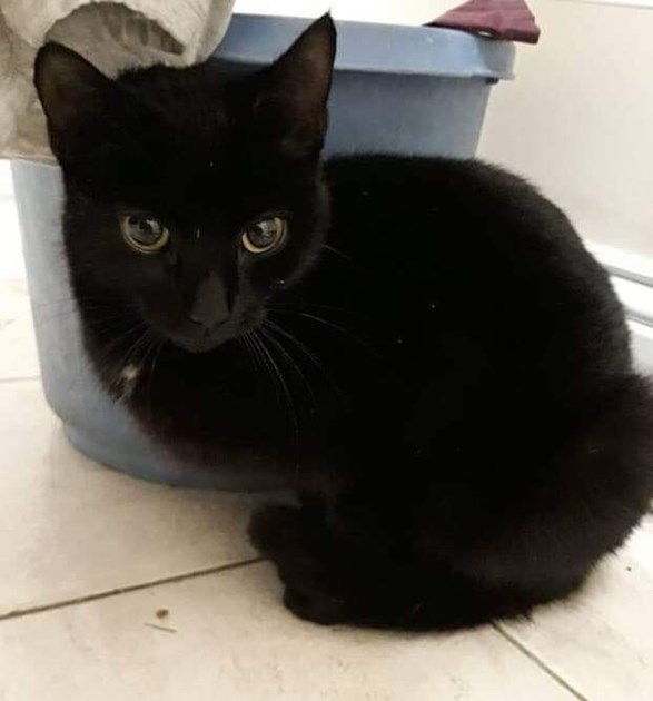 Gwent CatsProtection is fundraising for Cats Protection