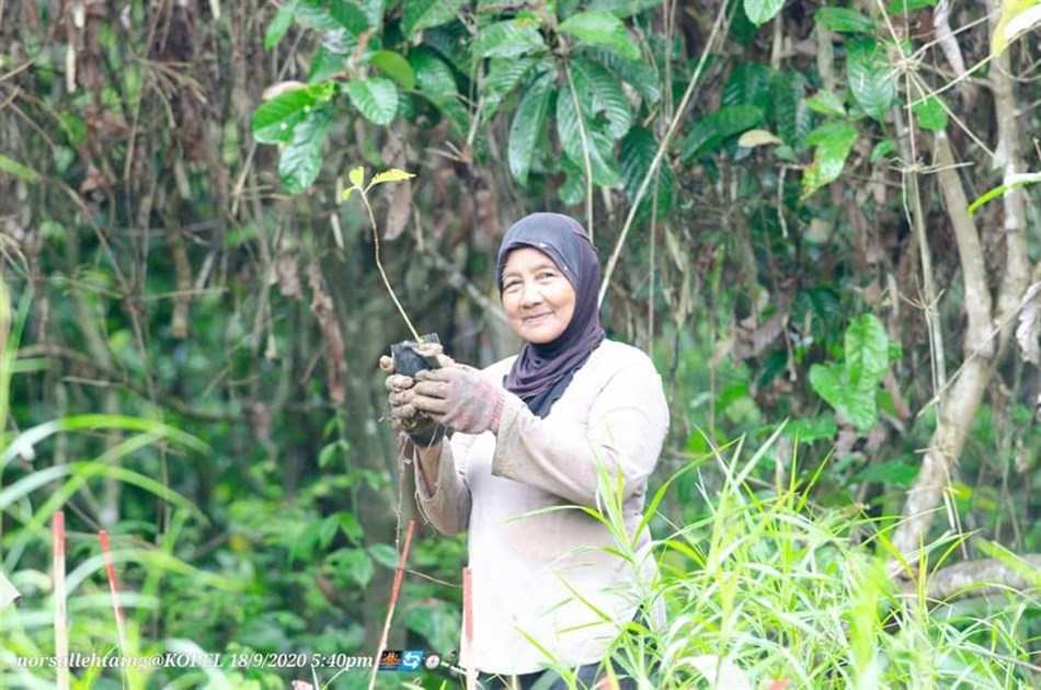 Regrow Borneo is fundraising for Cardiff University