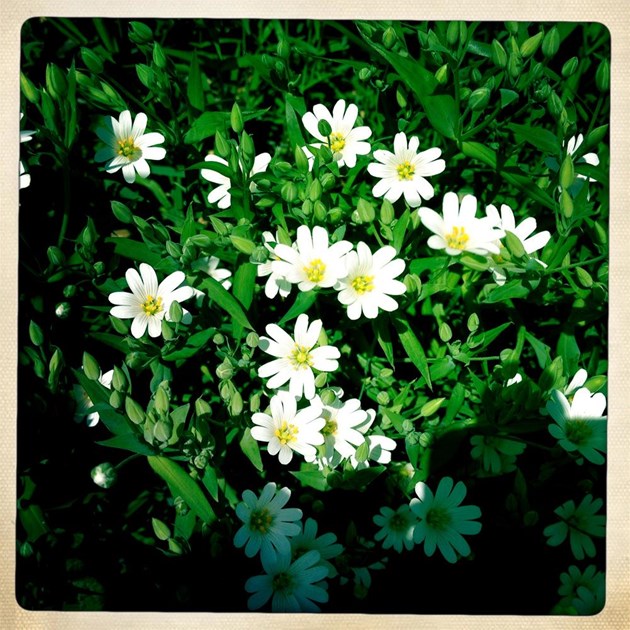 rachel brindle is fundraising for Marie Curie