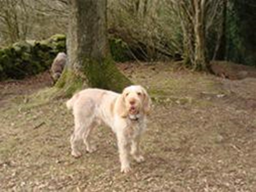 Judy Blythe is fundraising for Animals Asia Foundation - UK