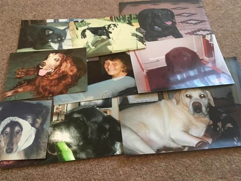 Tracy Gwyer is fundraising for Labrador Retriever Rescue Southern England