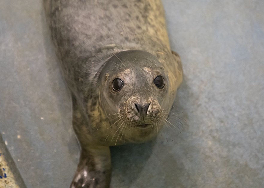 Ruth Pearson is fundraising for SEA LIFE Trust