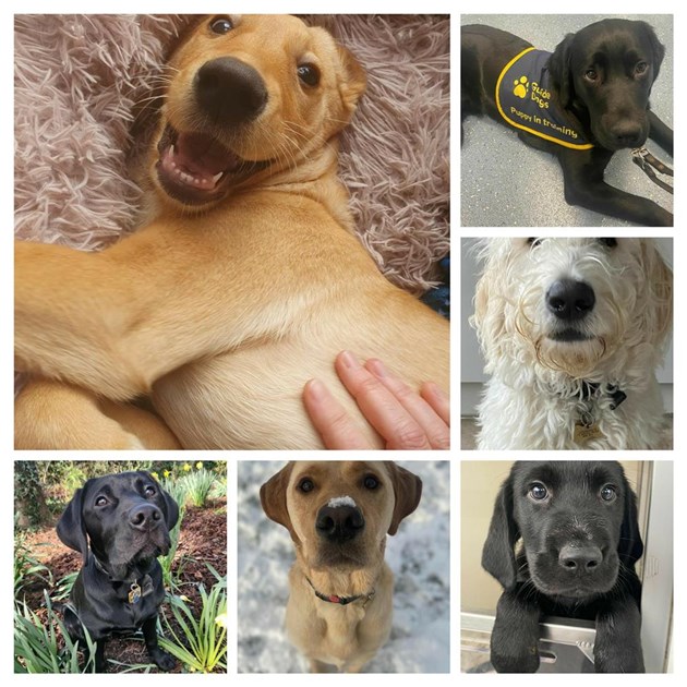 Cathy Pickering is fundraising for Guide Dogs