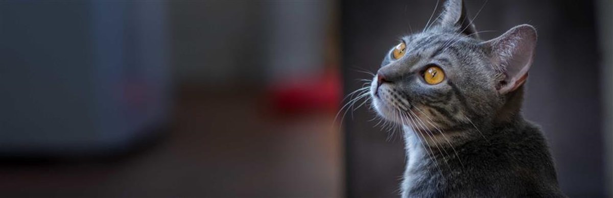 Dan Self is fundraising for Cats Protection