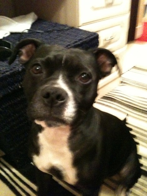 Michelle DempsterMortlock is fundraising for Battersea