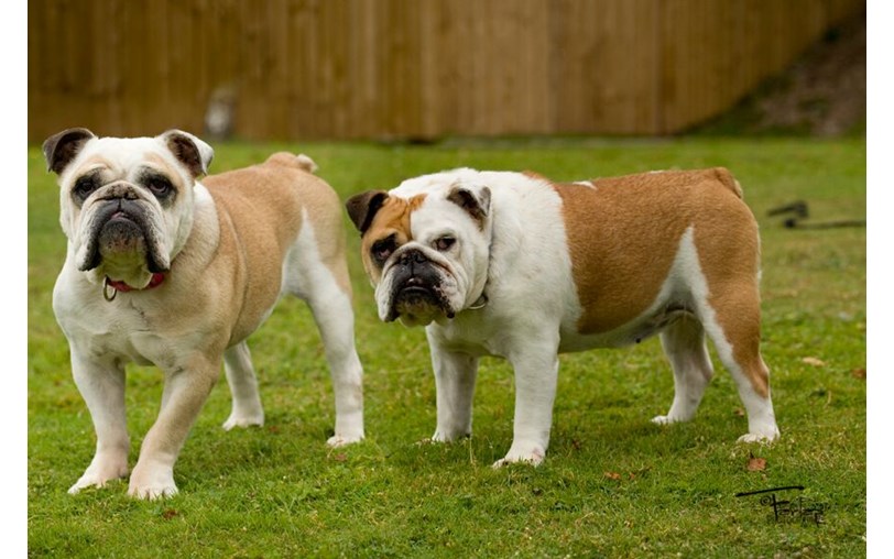 Gables Farm Dogs' and Cats' Home is fundraising for Gables Dogs and ...