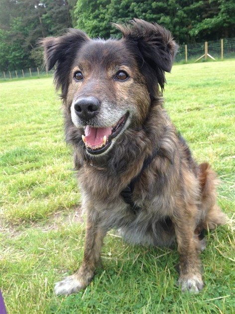 Amanda Jones is fundraising for York RSPCA Animals Home