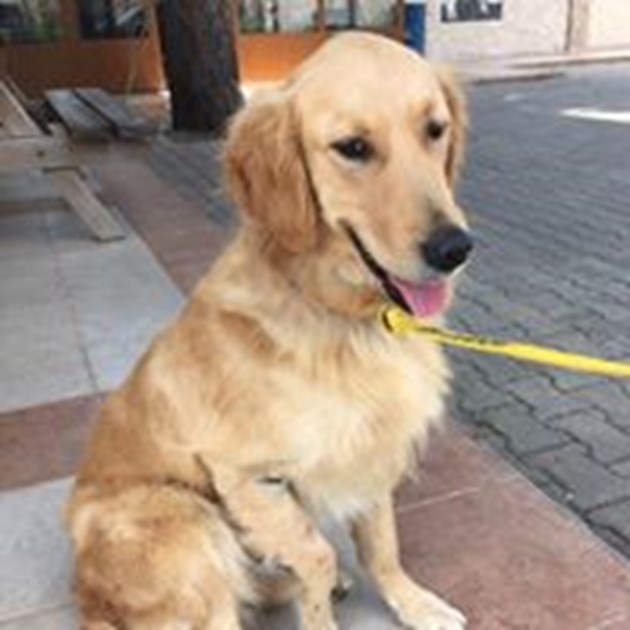 nicola howson is fundraising for Happy Paws Puppy Rescue