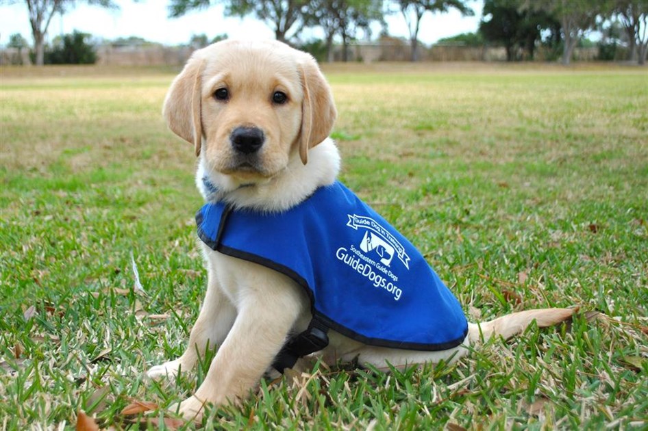 Stacey Jepson is fundraising for Guide Dogs
