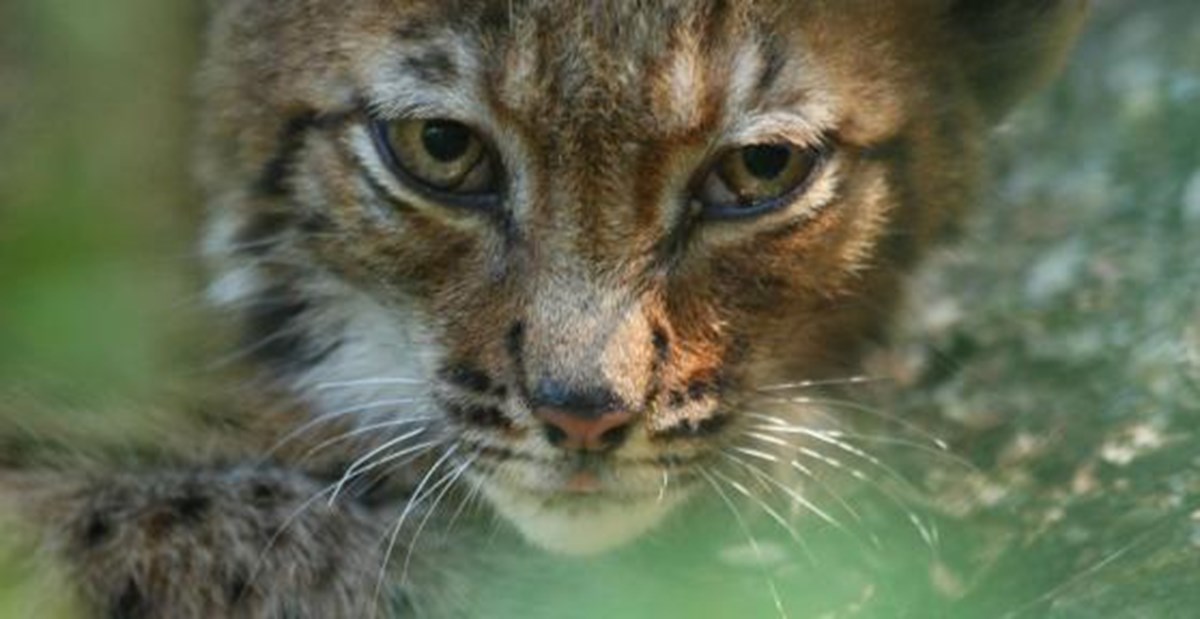 Stephen Meunier is fundraising for Cats Protection