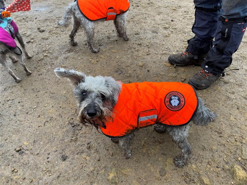 Colette Laws-Chapman is fundraising for Schnauzerfest