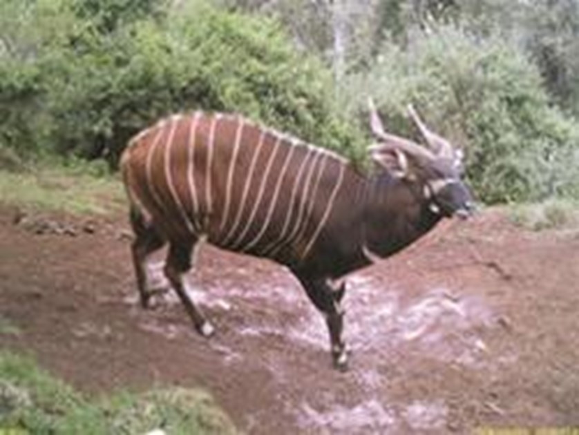 Guy Tritton is fundraising for Rhino Ark