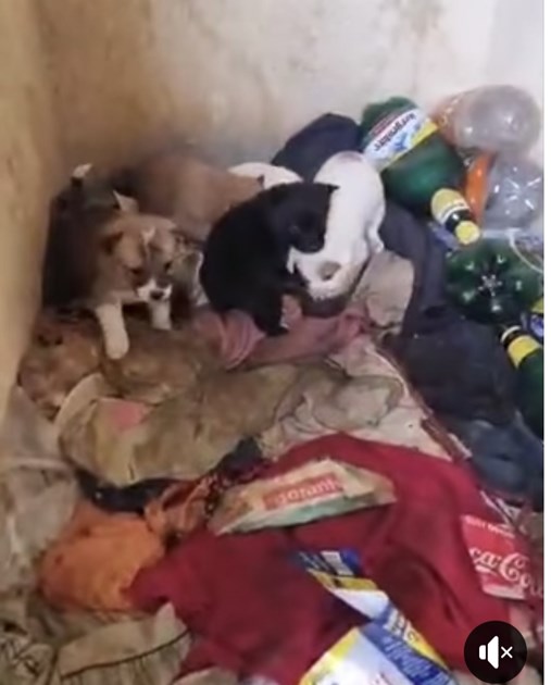 Lara Hartley is fundraising for Freedom Angels Romania