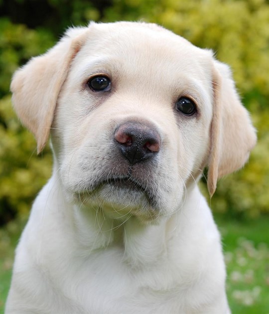 Alison Selby is fundraising for Guide Dogs