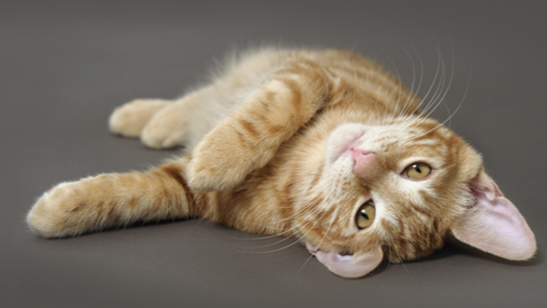 Rachel Fearn is fundraising for Cats Protection