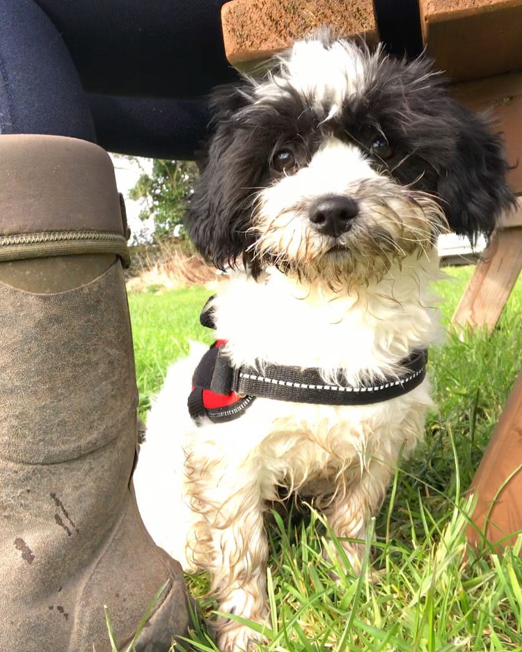 clare batchelor is fundraising for Schnauzerfest