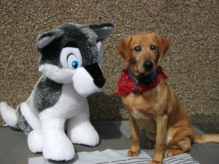 Marie Simpson is fundraising for Mrs Murray's Home for Stray Dogs and Cats