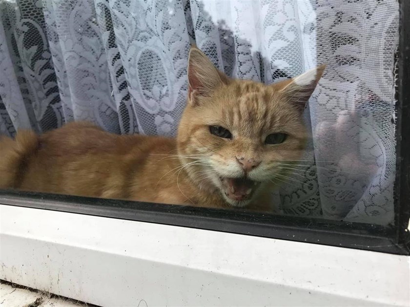 SARRA G is fundraising for Battersea