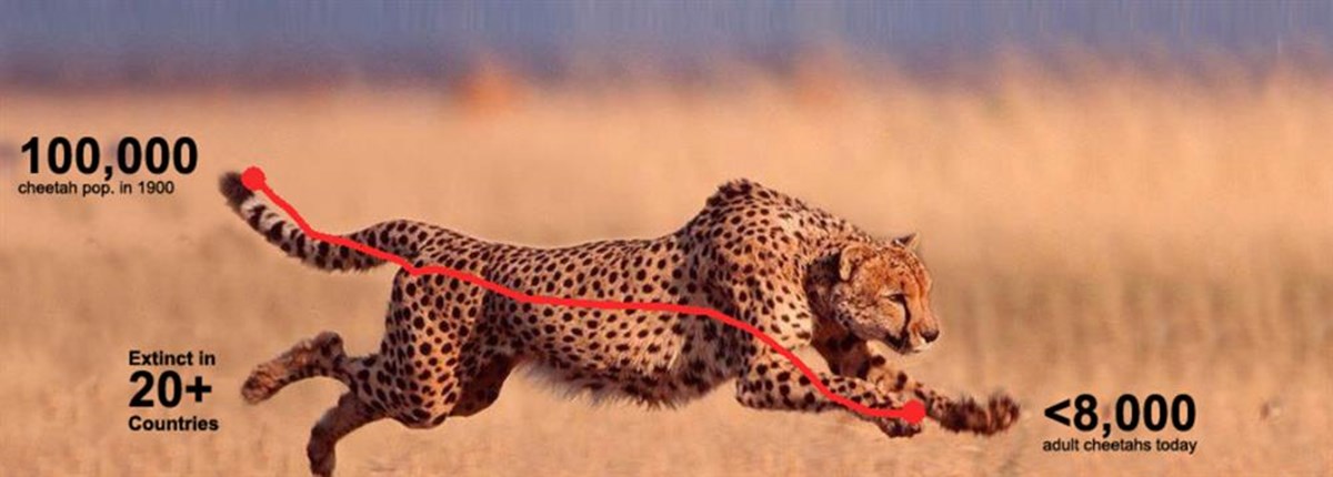 Oren Horesh is fundraising for Cheetah Conservation Fund UK