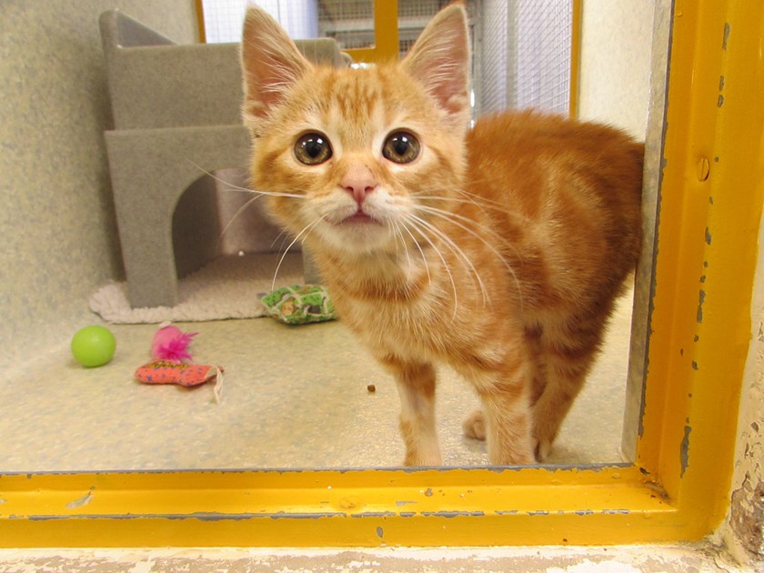 Cats Protection - Devon Cat Centre is fundraising for Cats Protection