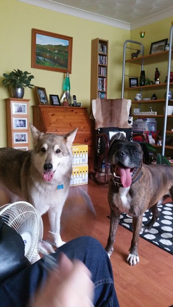 Stephen Fenn is fundraising for RSPCA Preston & District Branch