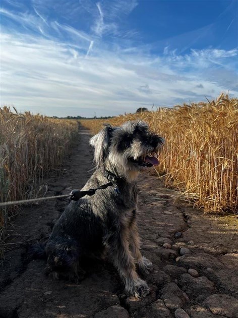 victoria stedman is fundraising for Battersea